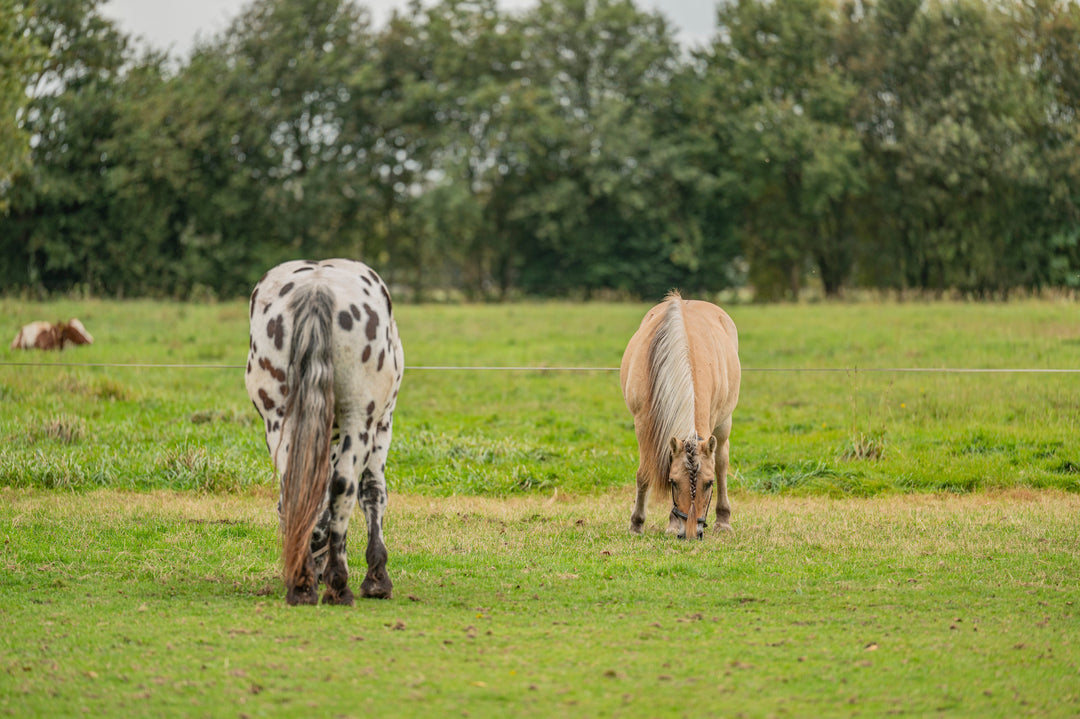 Vitaal en veilig de weide op | Agradi.nl
